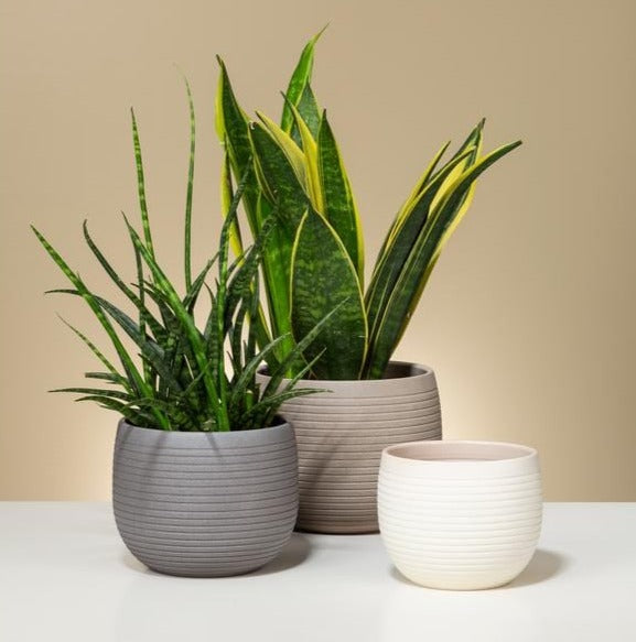 scheurich Blumentopf Dunkelgrau – Luoma Living